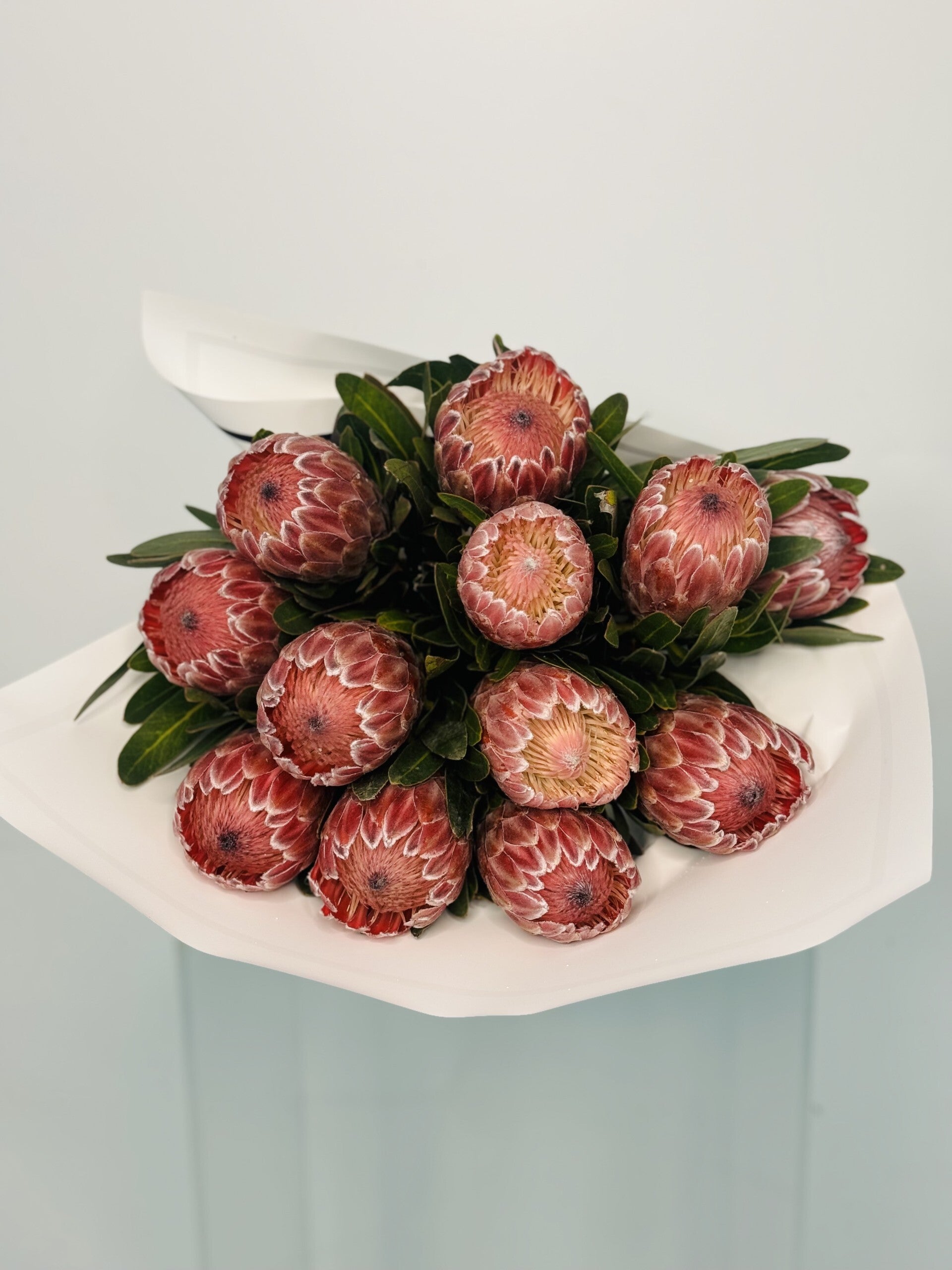 A Dozen Long-Stem Red Proteas | NFF Markets Pty Ltd